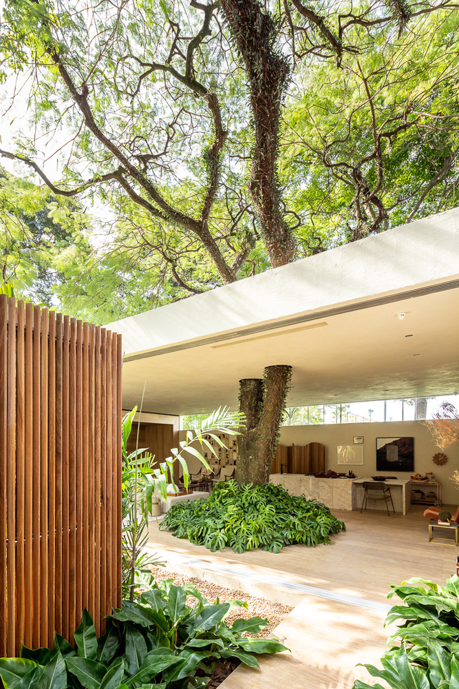 tips: 7 benefits of having indoor tree at home | the design story